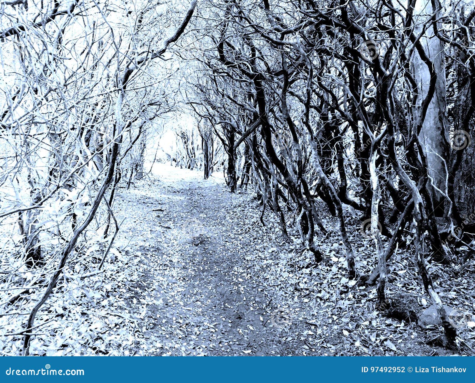Black and white path stock photo. Image of natural, outdoor - 97492952