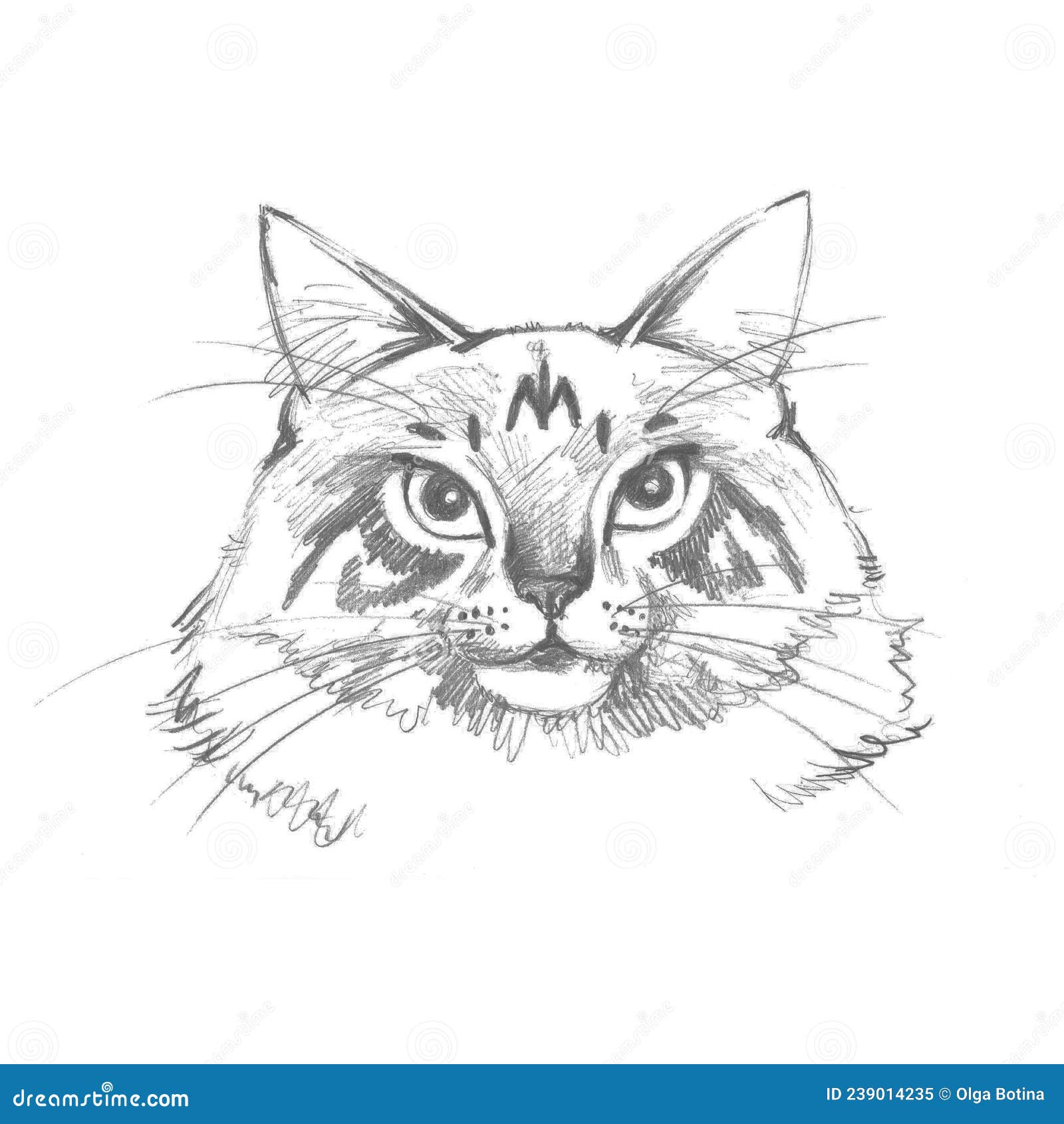 Pencil drawing cat muzzle stock illustration. Illustration of male ...
