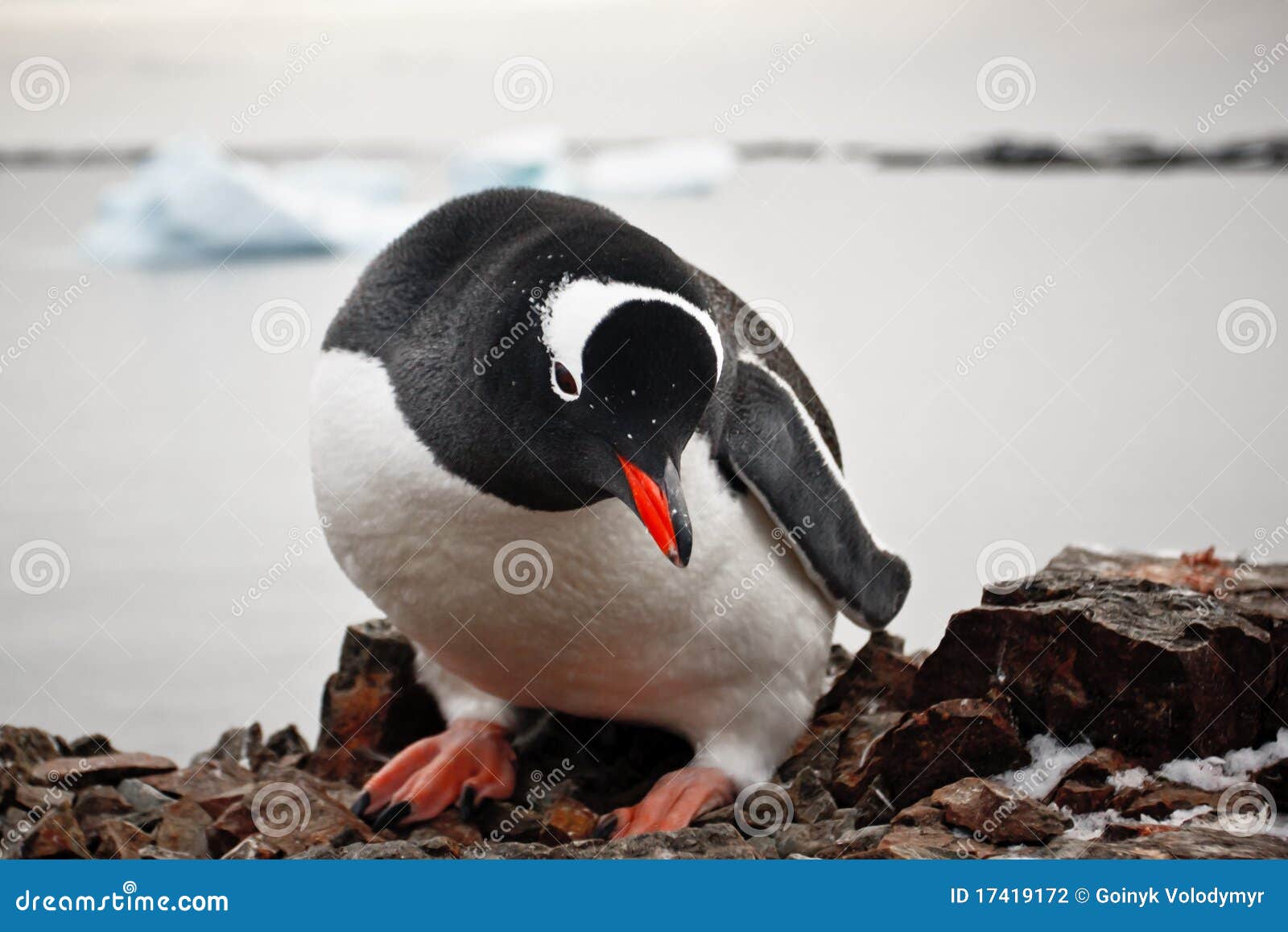 Black and white penguin stock photo. Image of brown, climate - 17419172