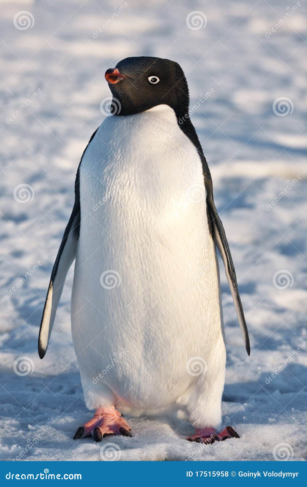 A White Penguin With Black Eyes And A Beak On A White Background. Next ...