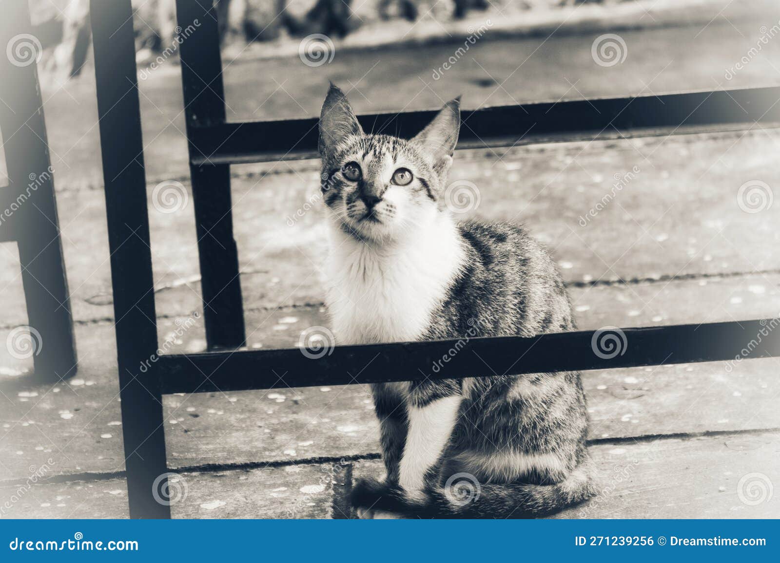 Black and White of a Pensive Cat Under the Table Stock Photo - Image of ...