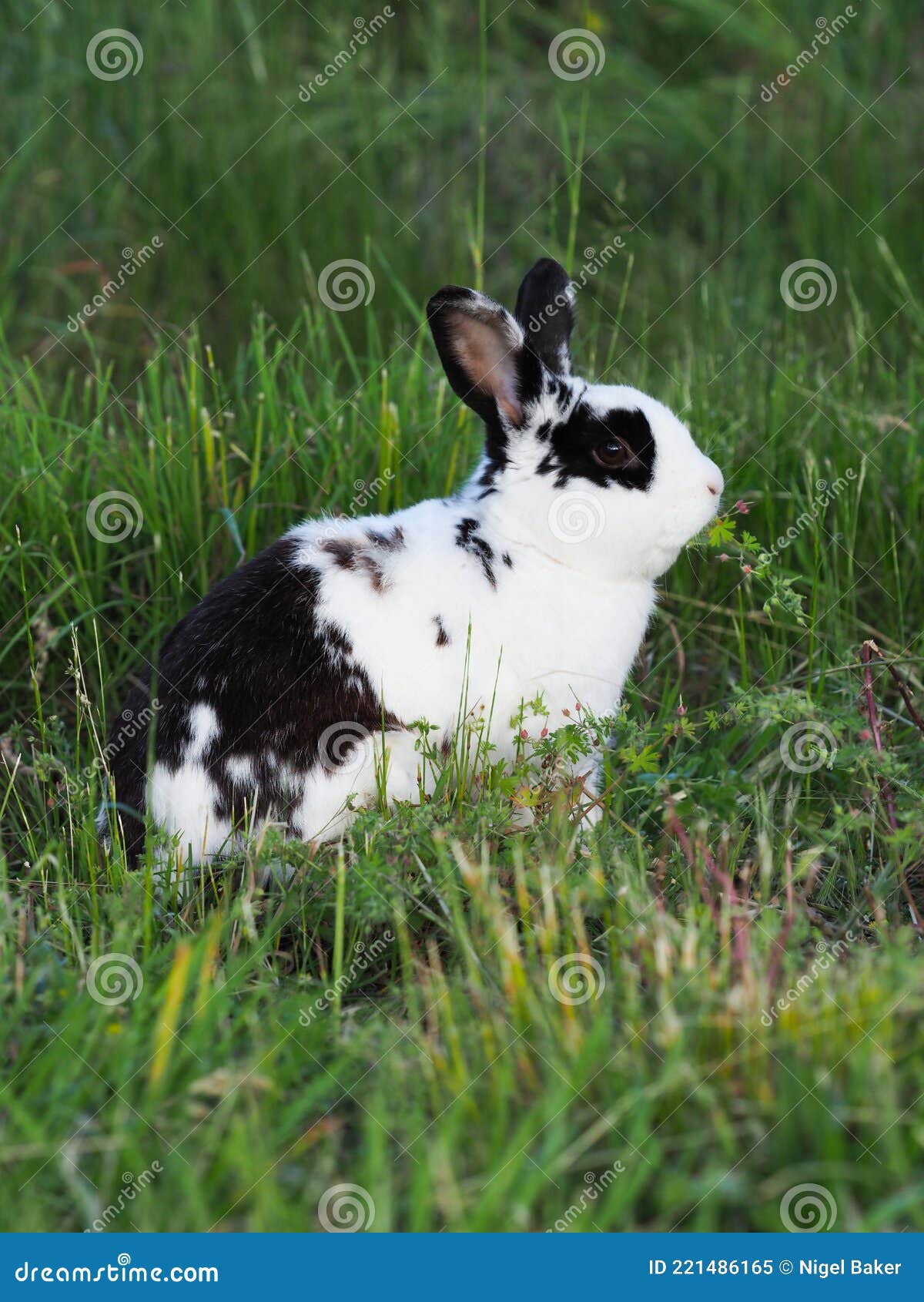 Black and White Pet Rabbit stock image. Image of keeping - 221486165