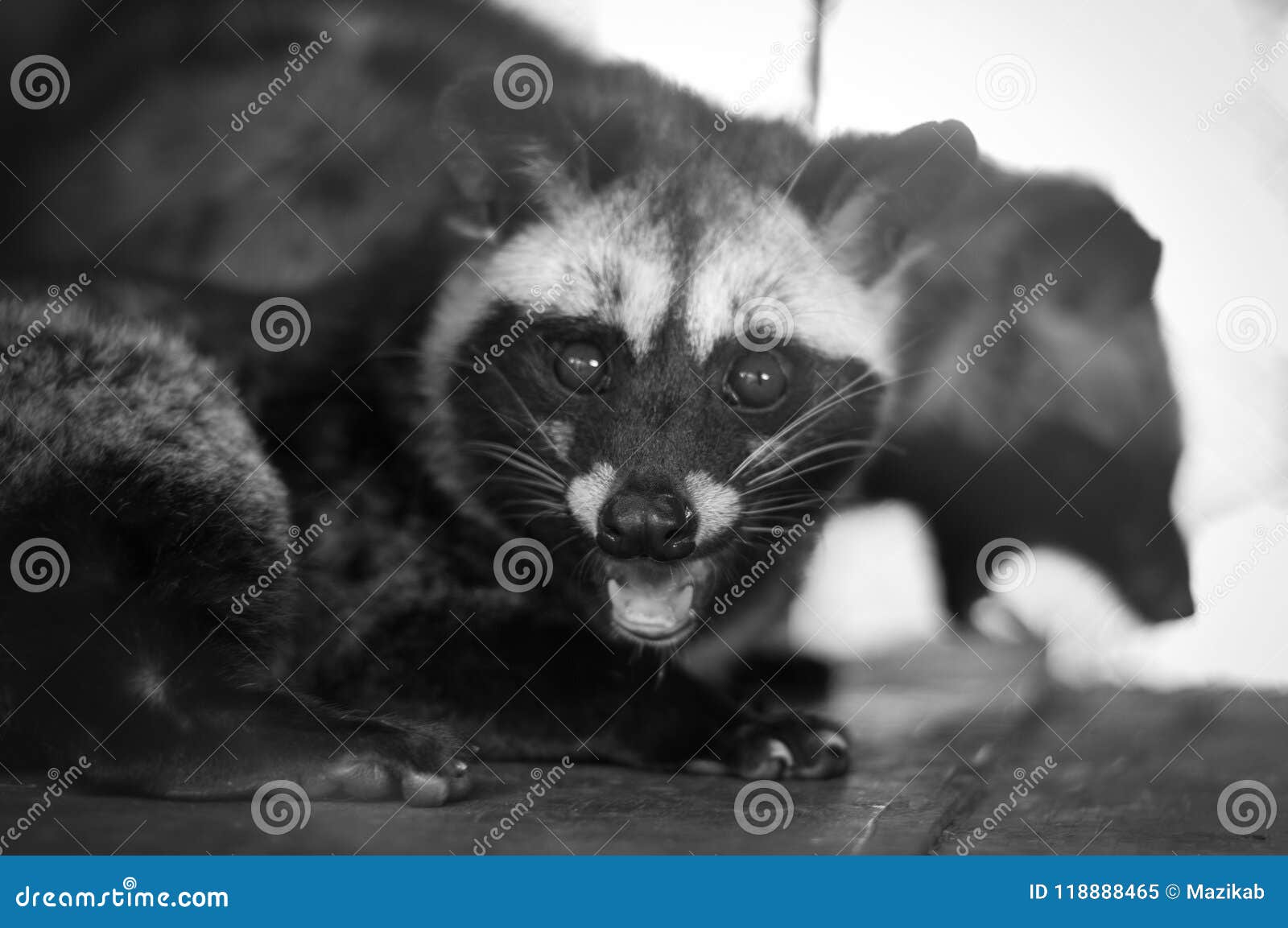 Common Palm Civet Baby