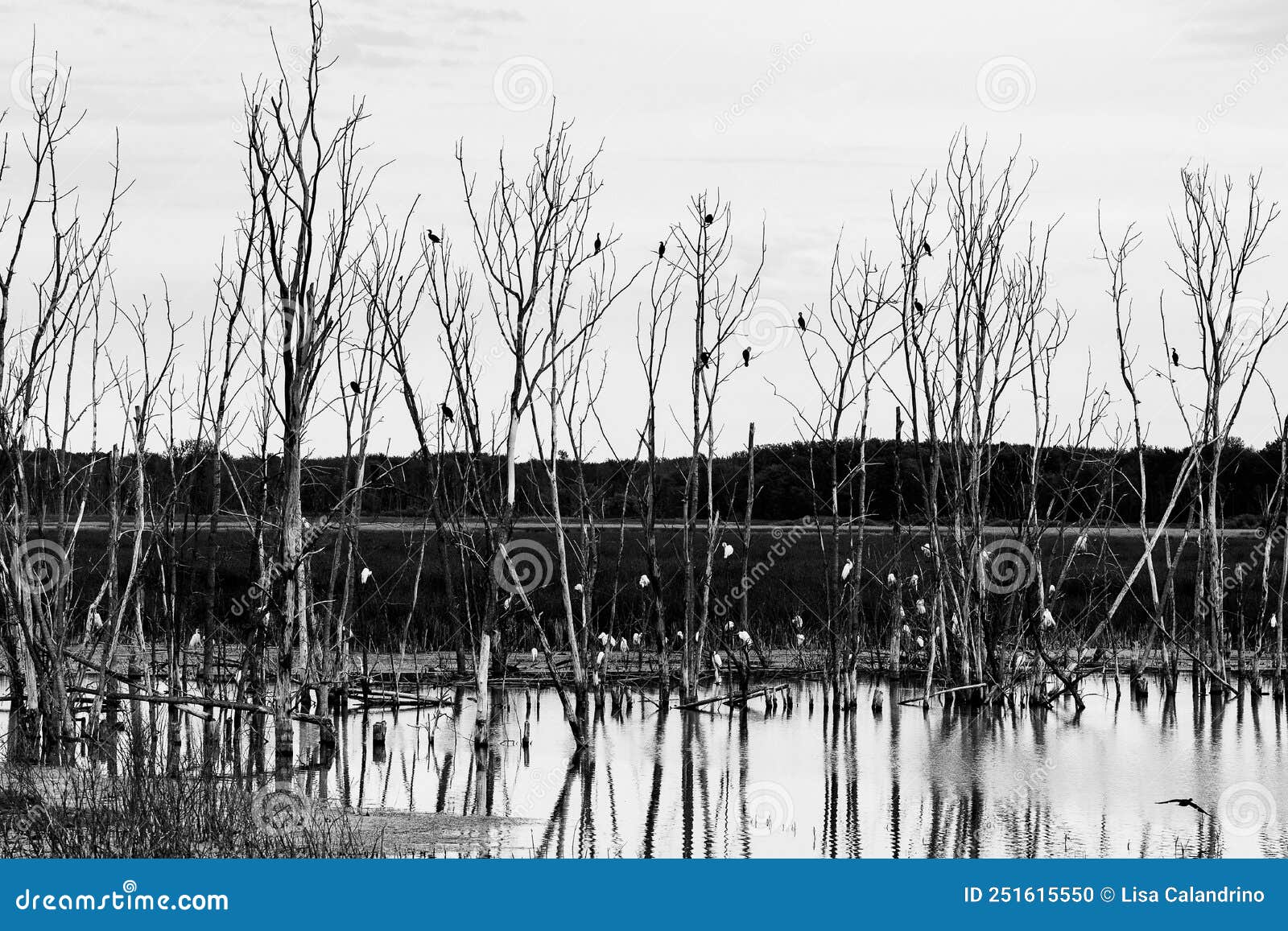 Birds Roosting for Night stock photo. Image of reflection - 251615550
