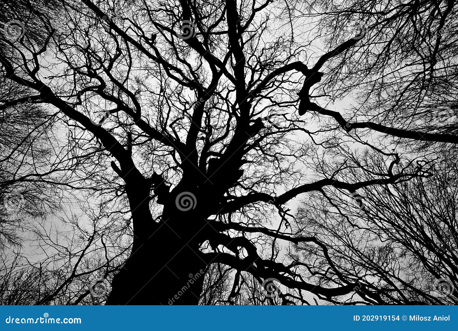 Black and White Photo of Dead Winter Tree Stock Photo - Image of dusk ...