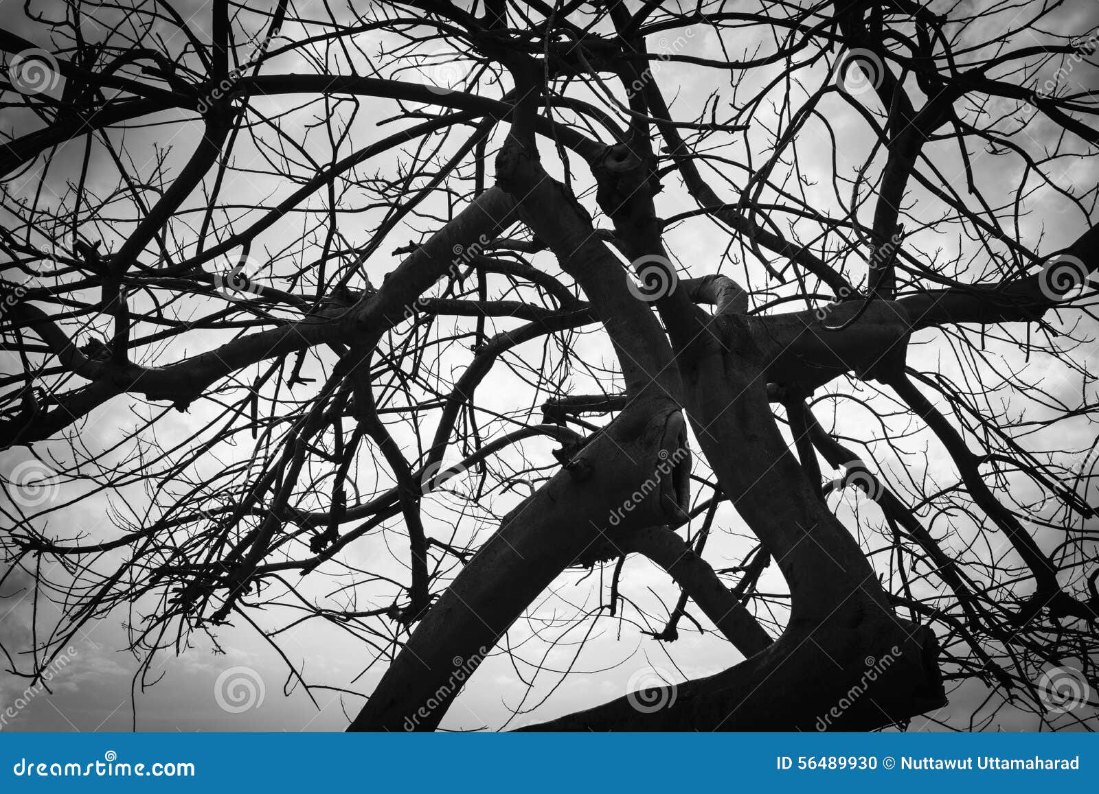 Black and White Photo of Dead Winter Tree Stock Photo - Image of bare ...