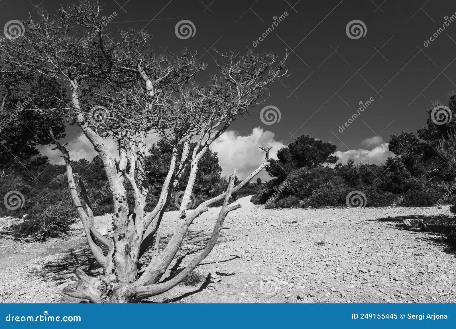 Black and White Photo of a Dry Tree on the Beach Stock Image - Image of ...