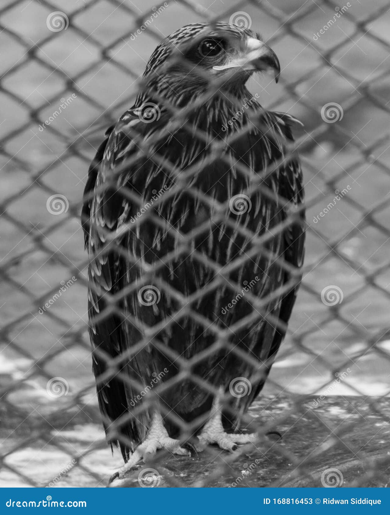 Eagle in a cage stock image. Image of looking, hunter - 168816453