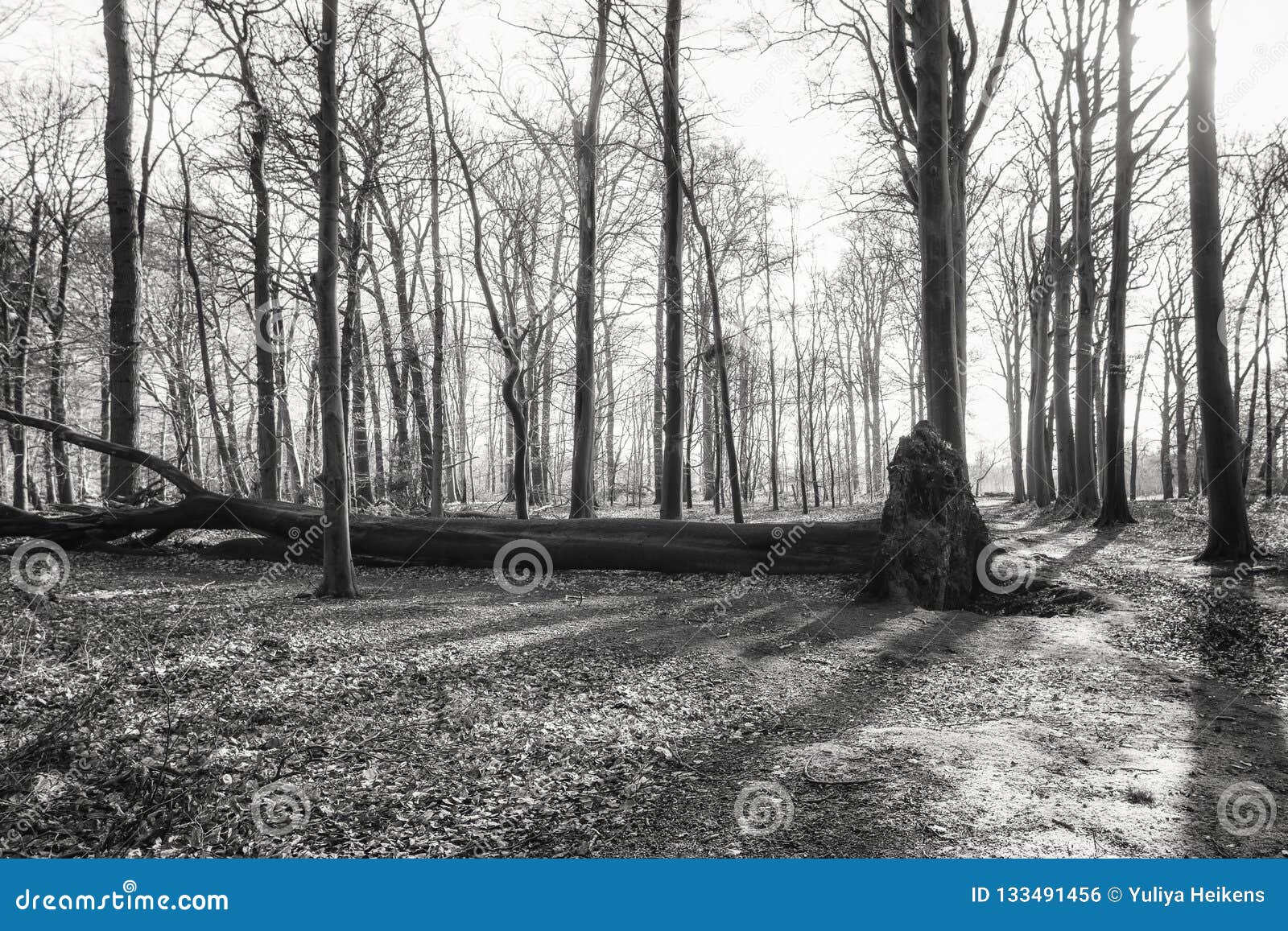 Black and White Photo of a Fallen Tree in the Forest Stock Photo ...