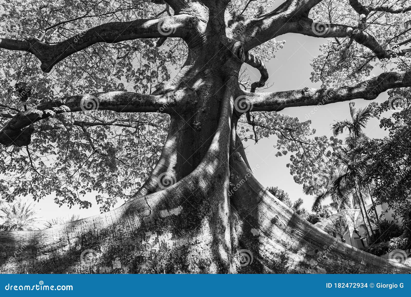 Black and White Photo of Giant Tree Trunk Stock Photo - Image of plant ...