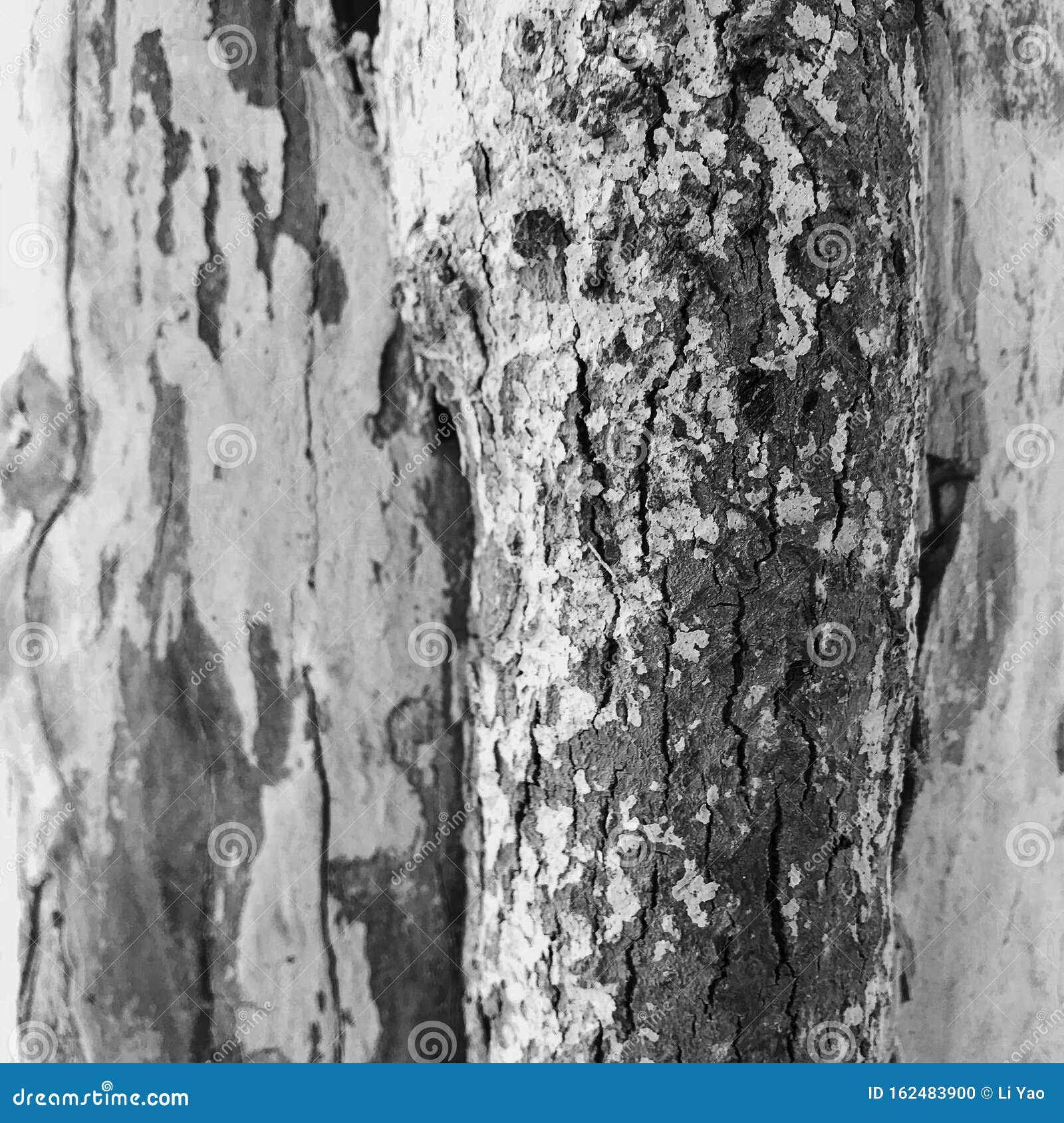 Black and White Photo the Life in the Tree Stock Photo - Image of ...