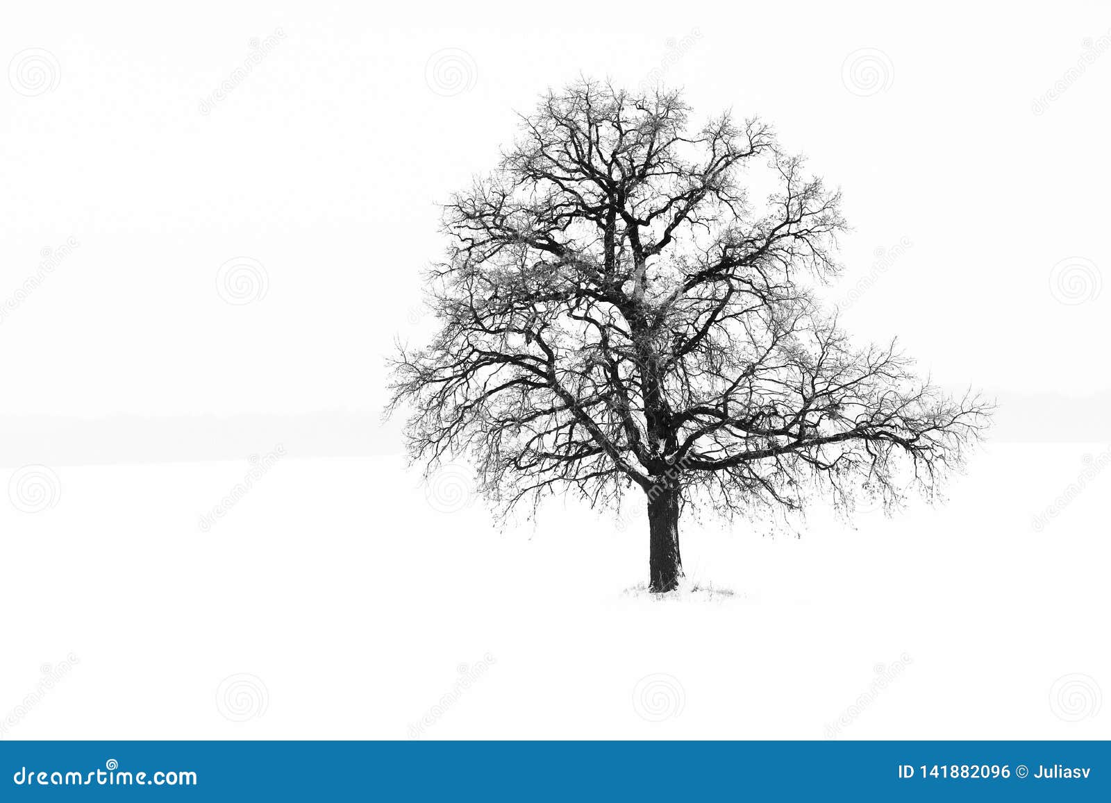 Black and White Photo with Lonely Tree in Winter Stock Photo - Image of ...