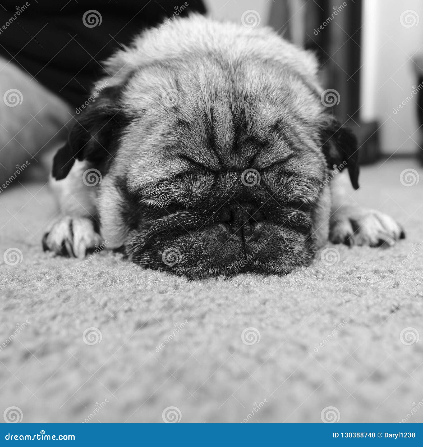Can Pugs Sleep Alone