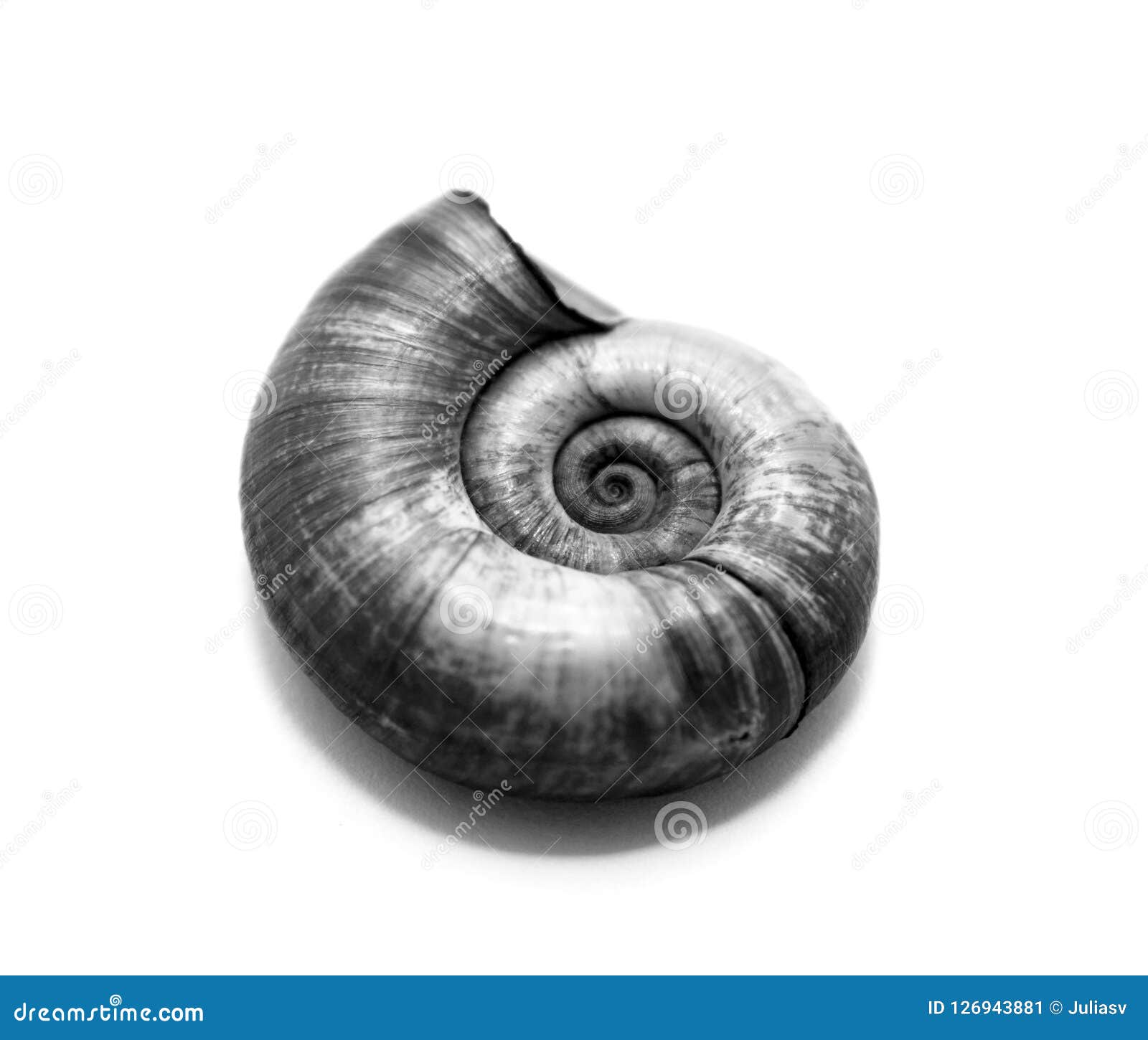 Black and White Photo of Shell Stock Image - Image of brown, nature ...