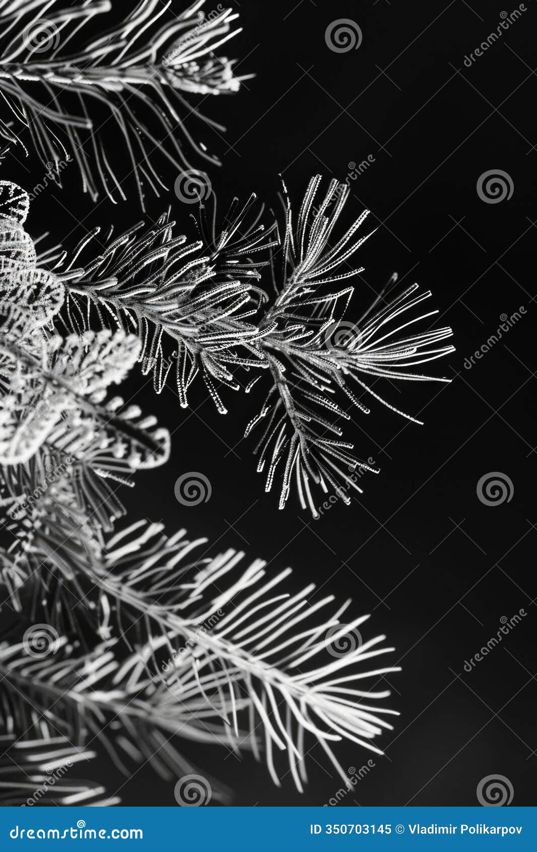 A Black and White Photo of a Single Pine Tree Standing Tall in the ...