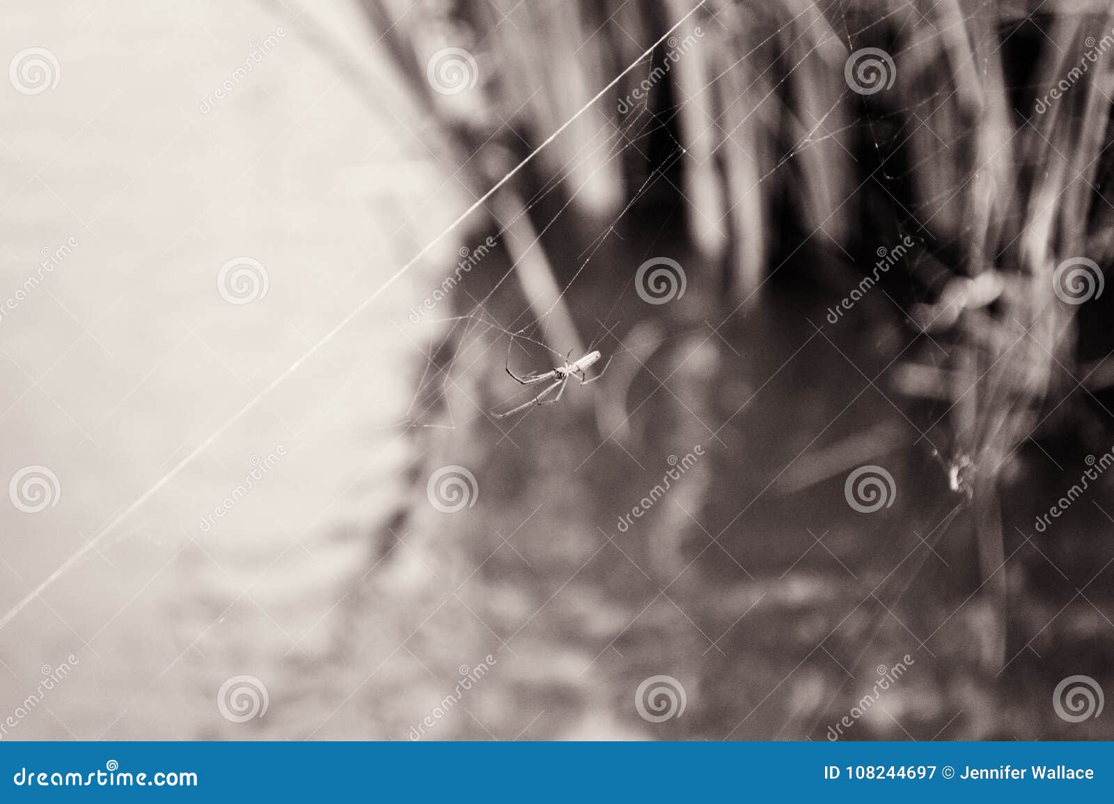 Black and White Photo of a Spiderweb on a Bridge with a Spider Hanging ...