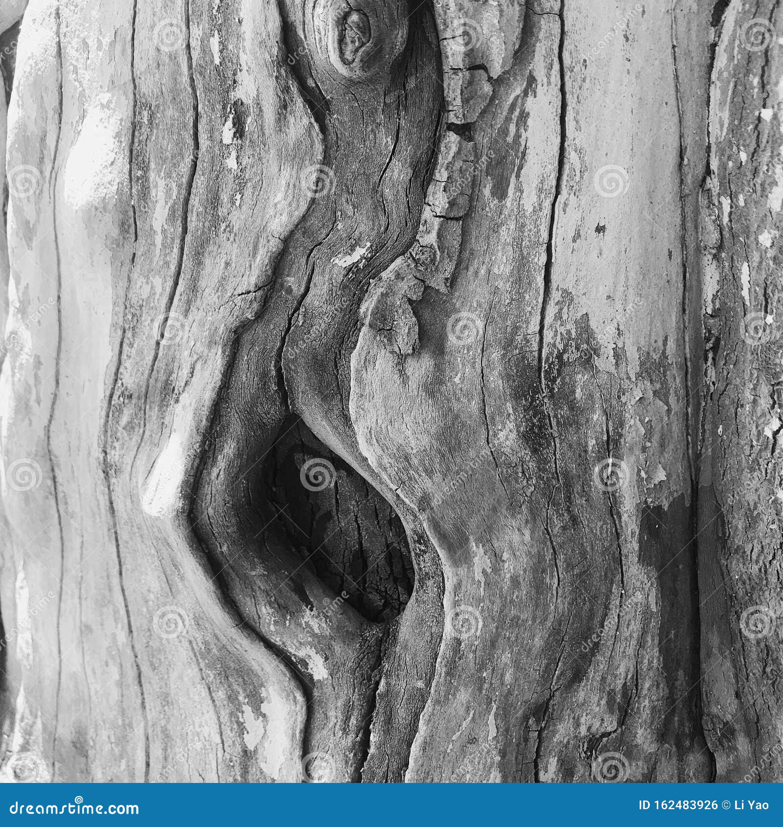 Black and White Photo the Texture of the Tree Stock Photo - Image of ...