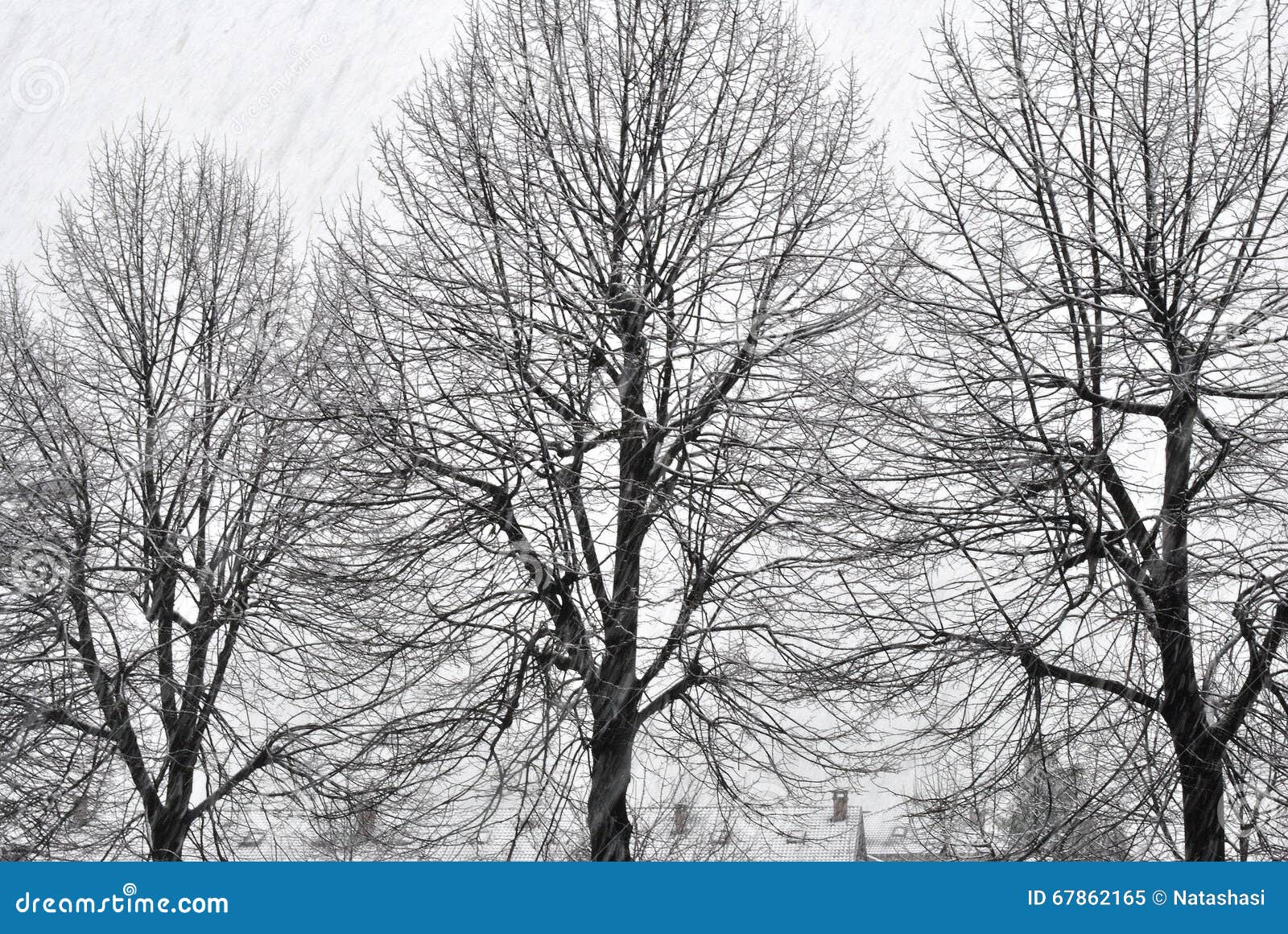 Black and White Photo of the Trees in Winter Time. Snowfall Stock Image ...