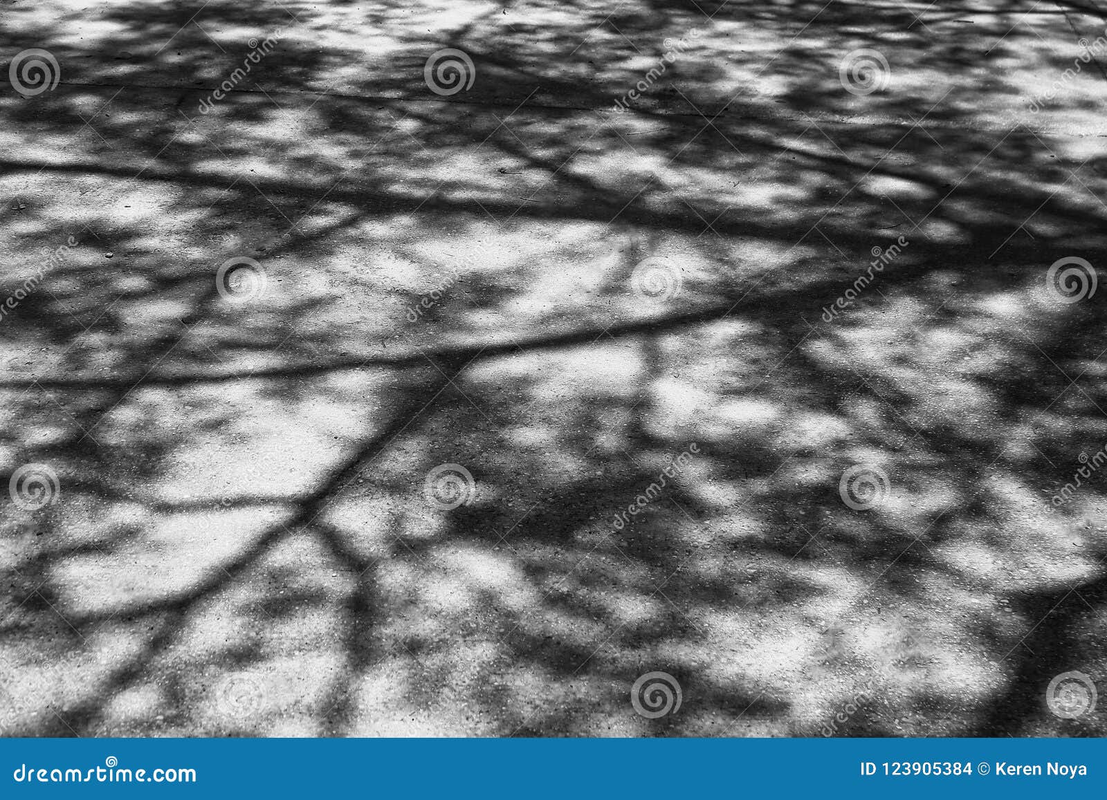 A Monochrome Image of Tree Shadows on the Ground Stock Photo - Image of ...