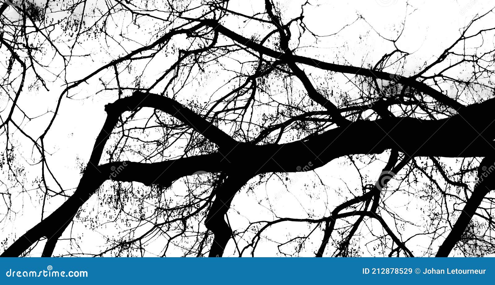 Black and White Photography of Tree Branch Stock Image - Image of white ...