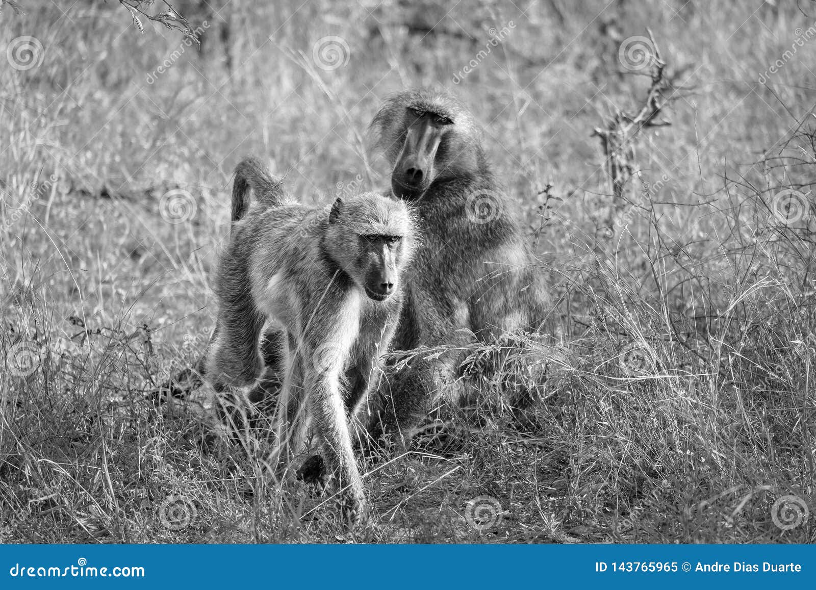 Black and White Picture of Baboons in the Wild Stock Image - Image of ...