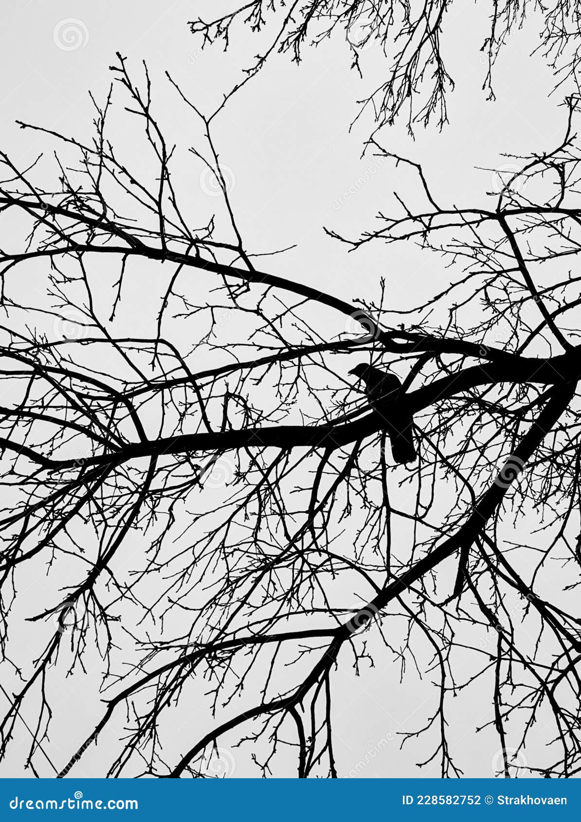 Black and White Picture of a Bird on the Tree 1 Stock Photo - Image of ...