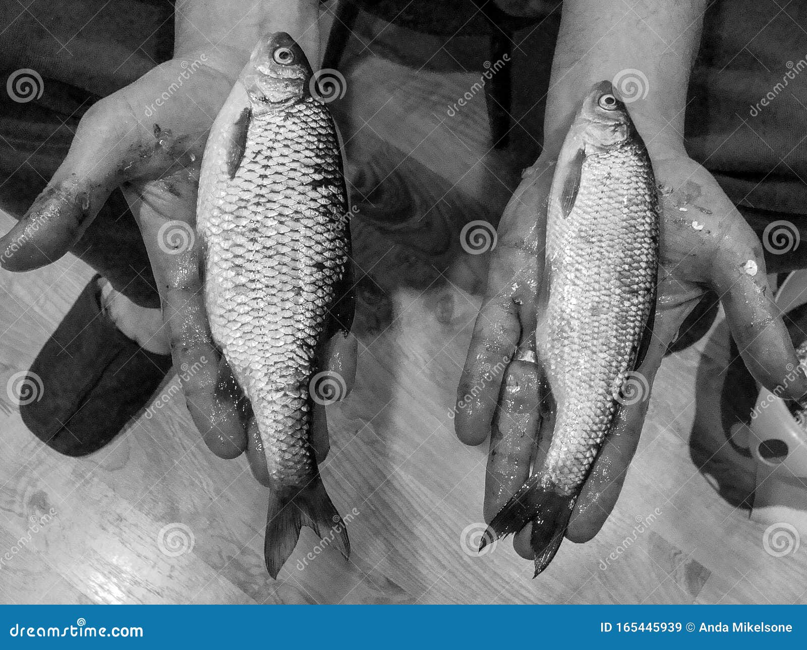 Picture of Fish in Human Hands Stock Image - Image of abstract, fish ...