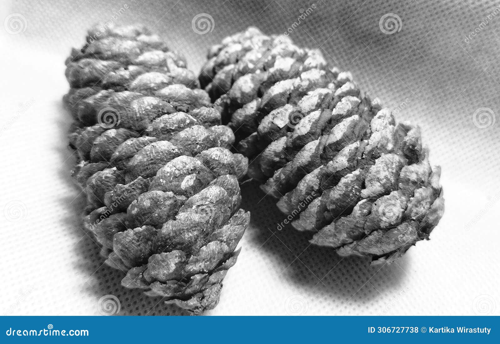 Black and White Picture of Two Pine Cones Isolated Stock Photo - Image ...