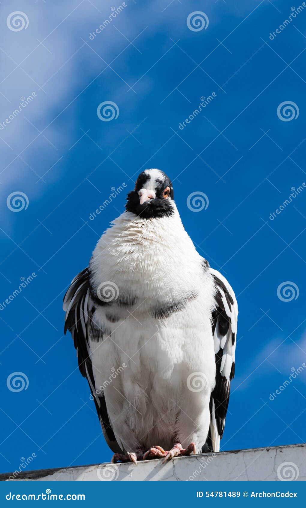 Black and White Pigeon Perched Facing Facing Forward. Stock Image ...