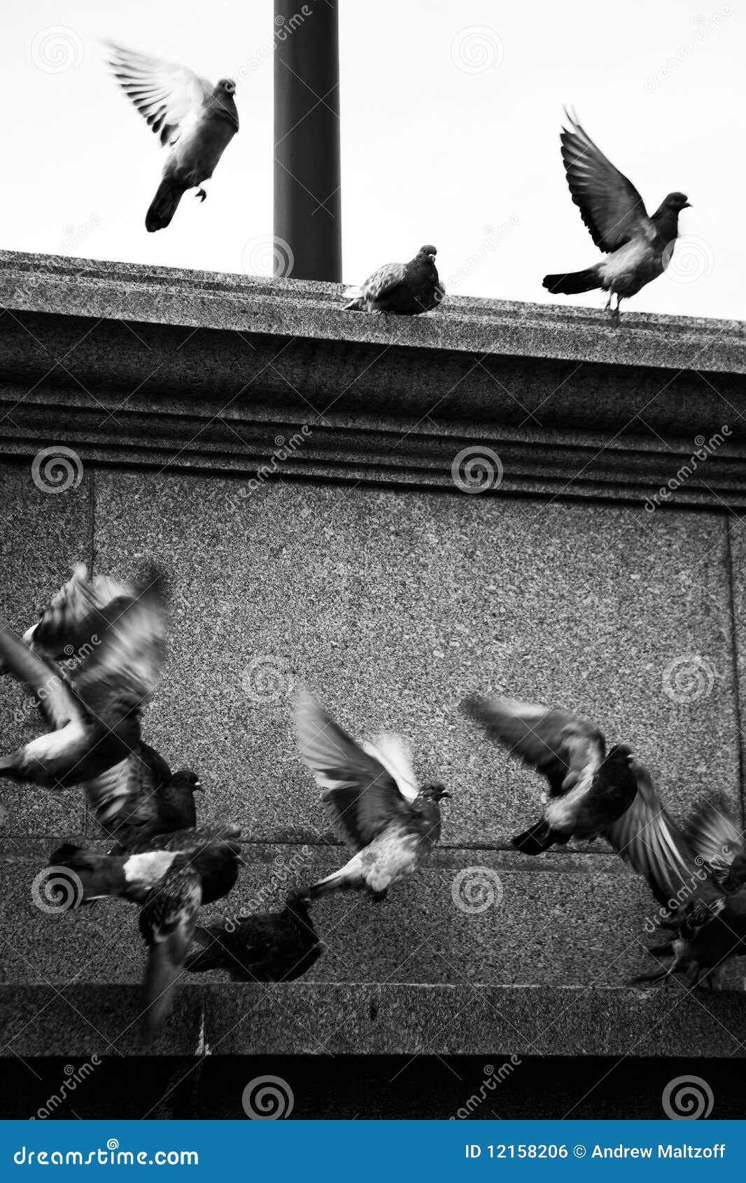 Black and White of Pigeons Flying Stock Photo - Image of birds, pigeons ...