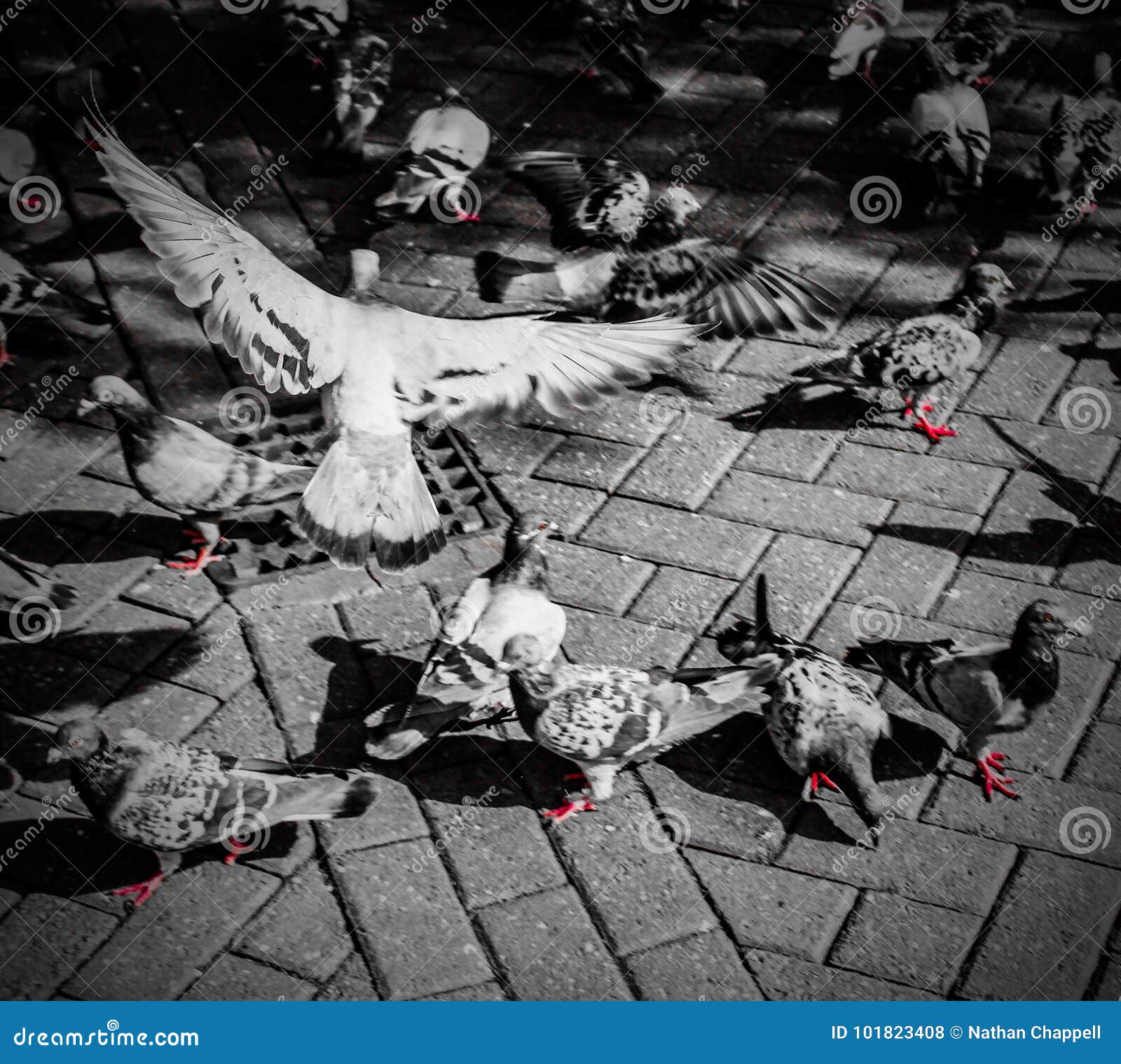 Pigeons with a splash stock photo. Image of pigeons - 101823408