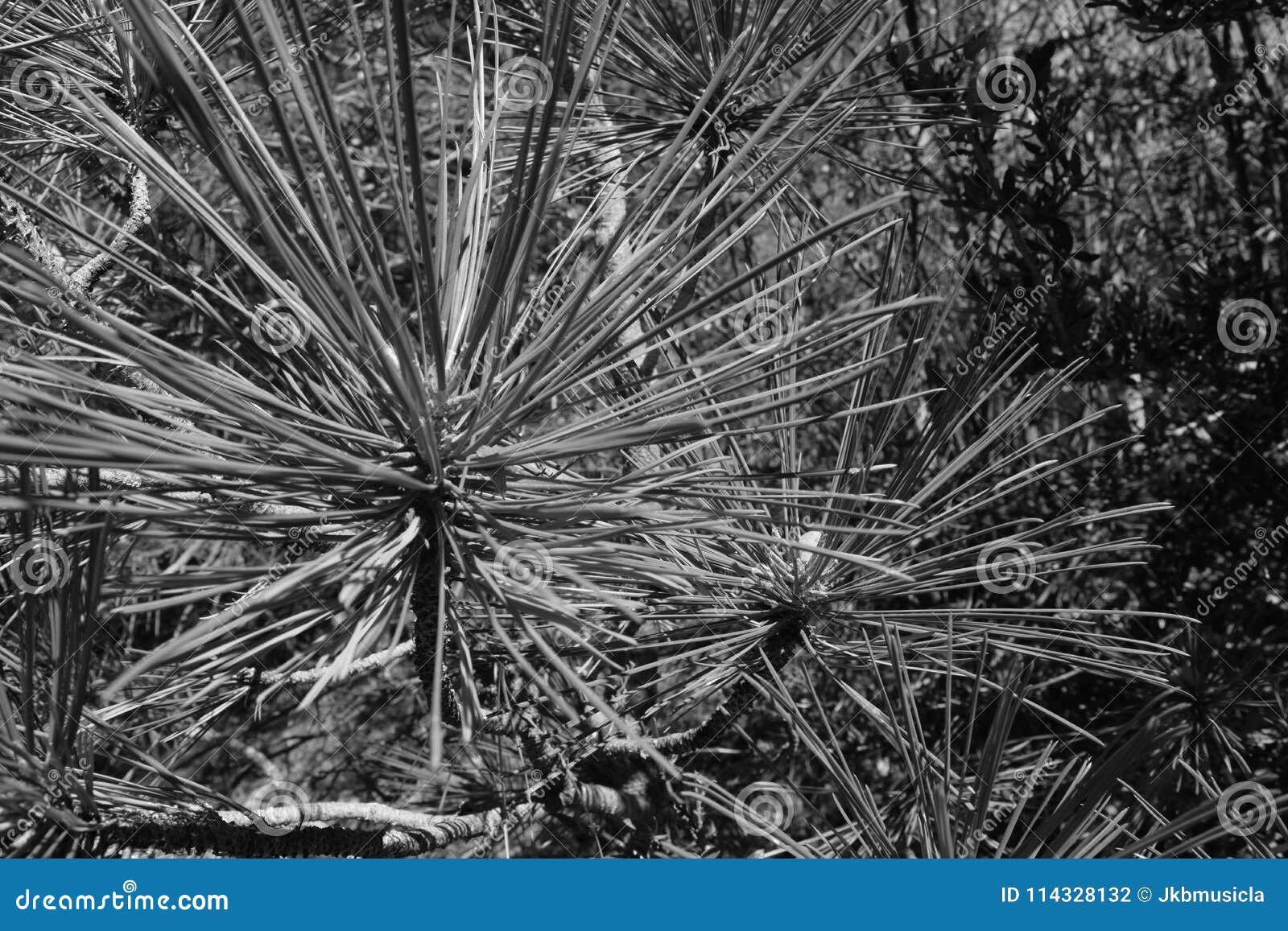Black and White Pine Tree Needles Stock Photo - Image of scattered ...