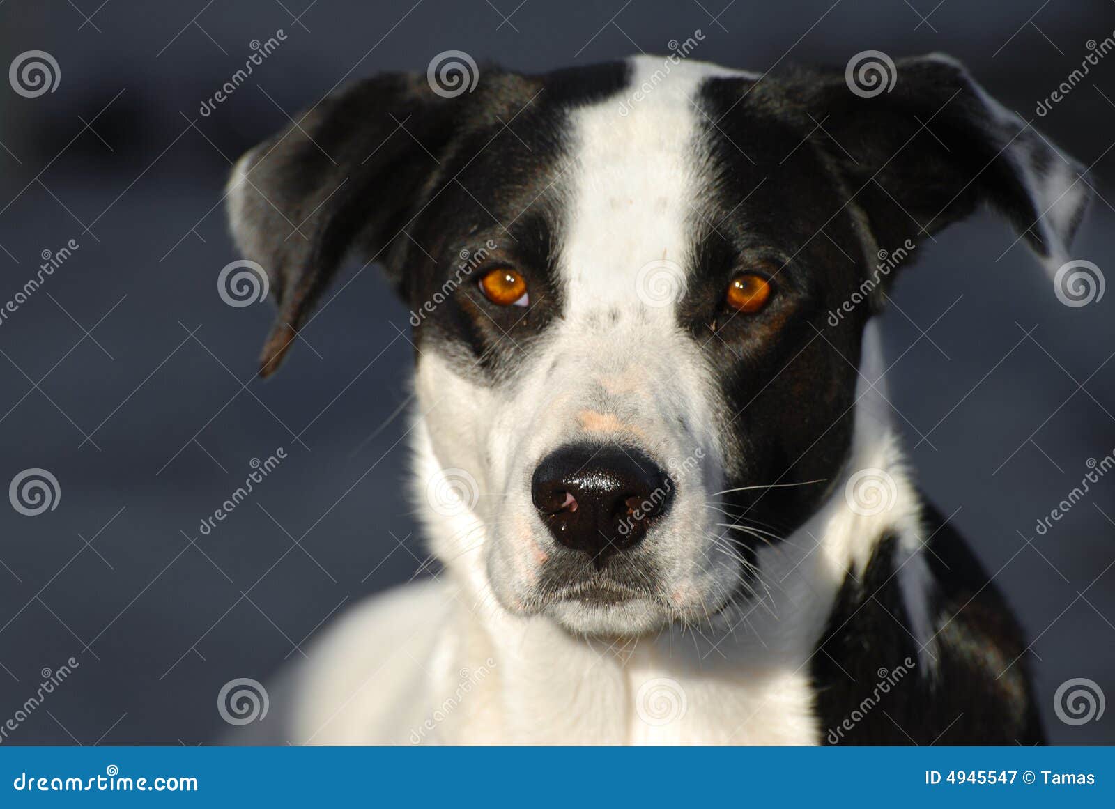 Black and White Pointer Dog Stock Image - Image of mammal, brown: 4945547