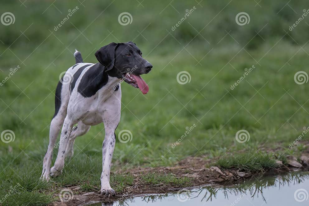 Black and White Pointer Running Near Water Stock Photo - Image of puppy ...