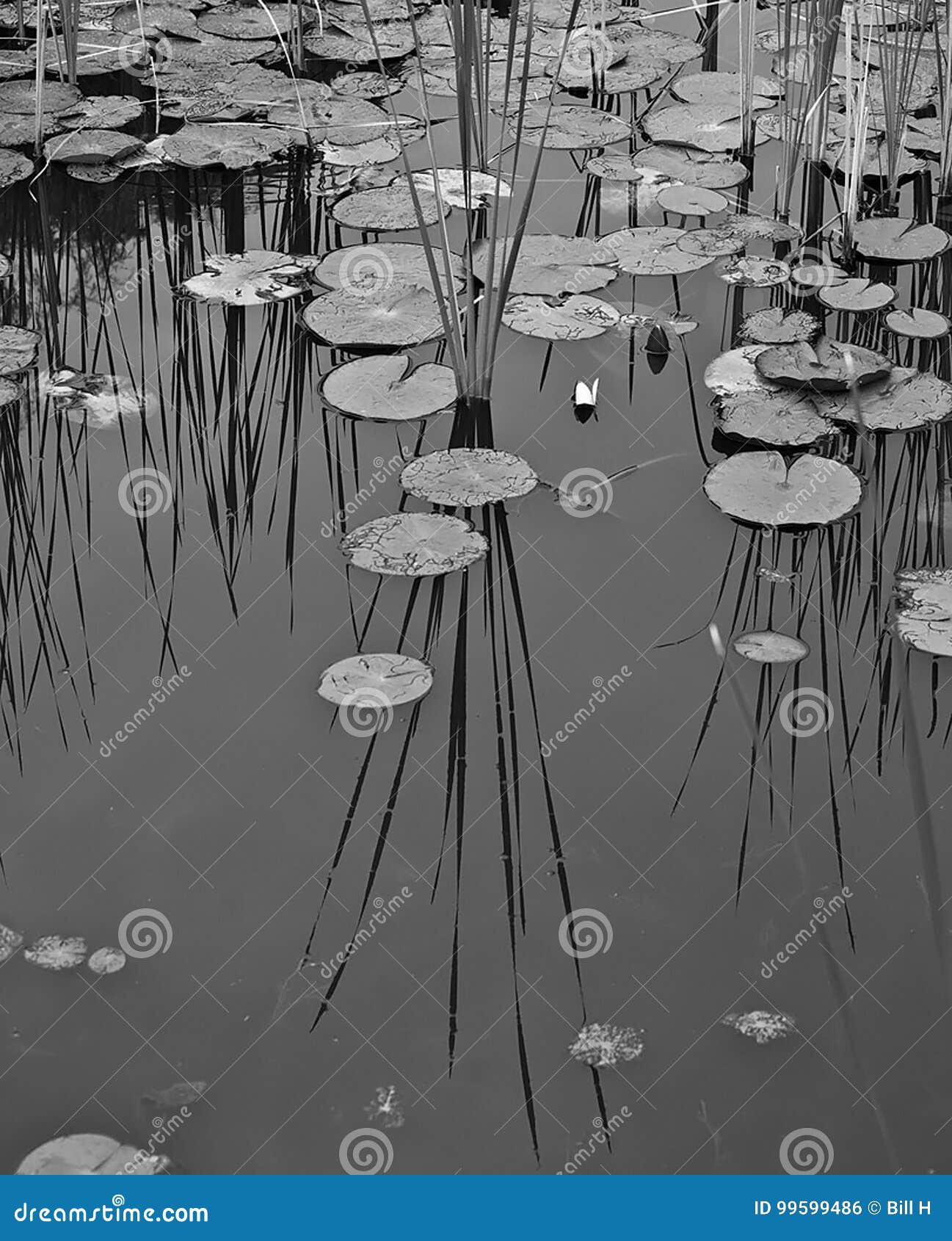 Black and white of a pond editorial photo. Image of peaceful - 99599486