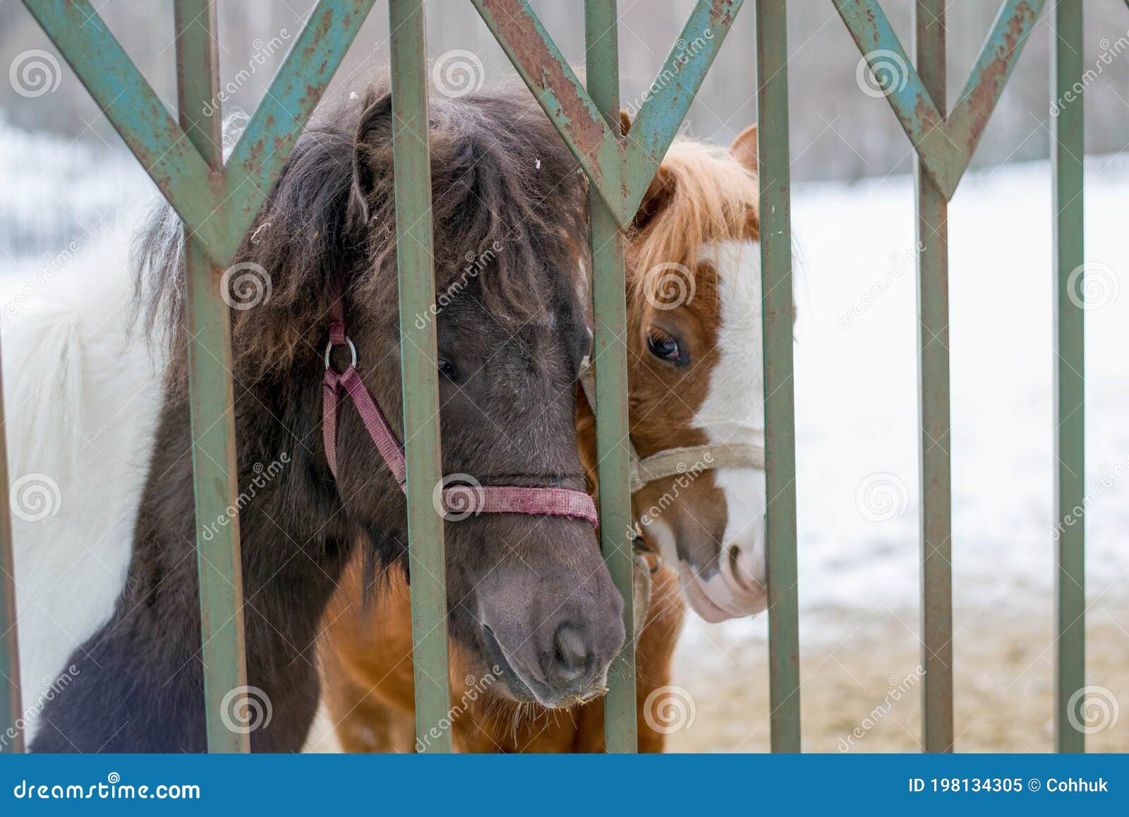 Two Small Ponies Look through the Cage of the Enclosure. Stock Image ...