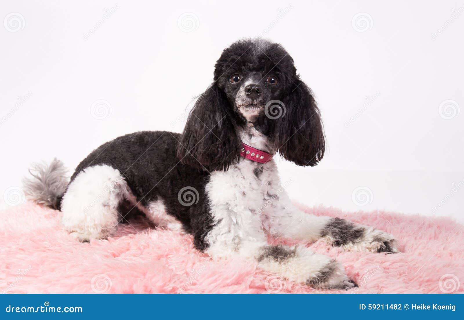 Black and white poodle stock photo. Image of friendly - 59211482