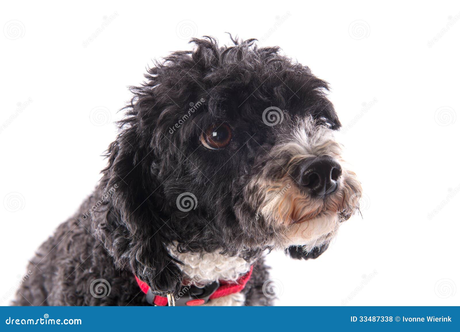 Black and white poodle stock photo. Image of animal, poodle - 33487338