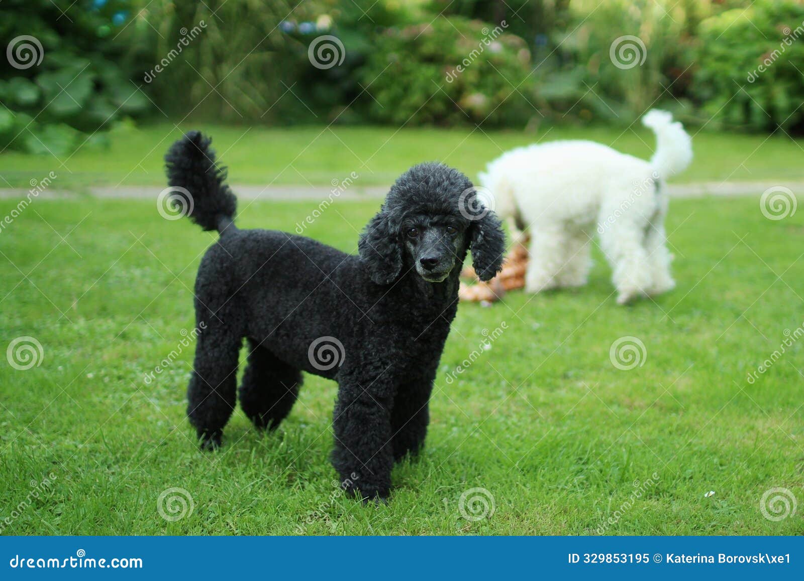 Black and White Poodle are Playing with Toy in the Garden Stock Image ...