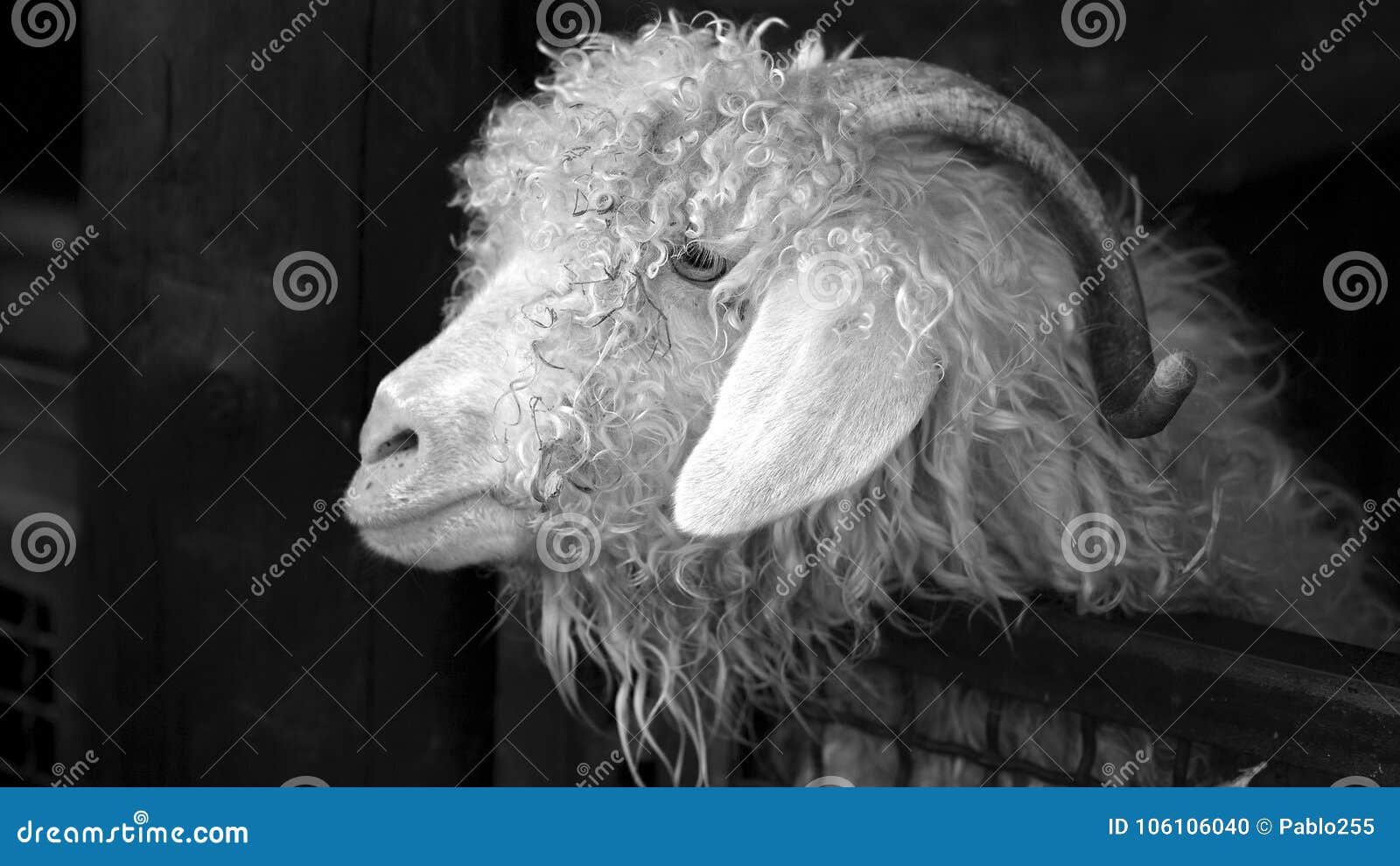 Angora stock photo. Image of looking, sheep, head, portrait - 106106040