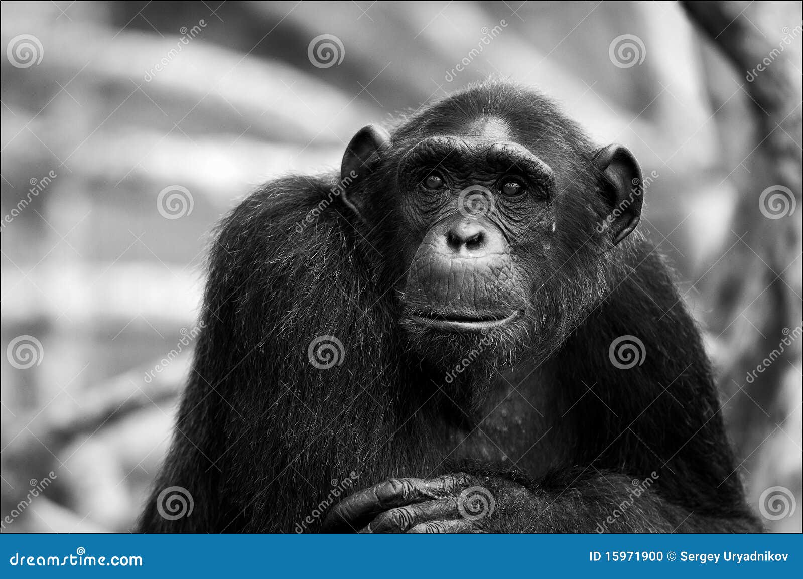 White Chimpanzee