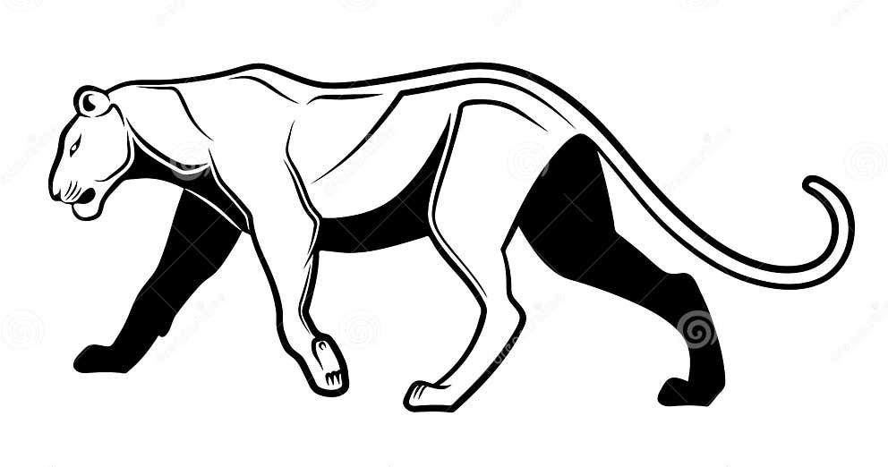 Black and white puma stock vector. Illustration of nature - 170712907