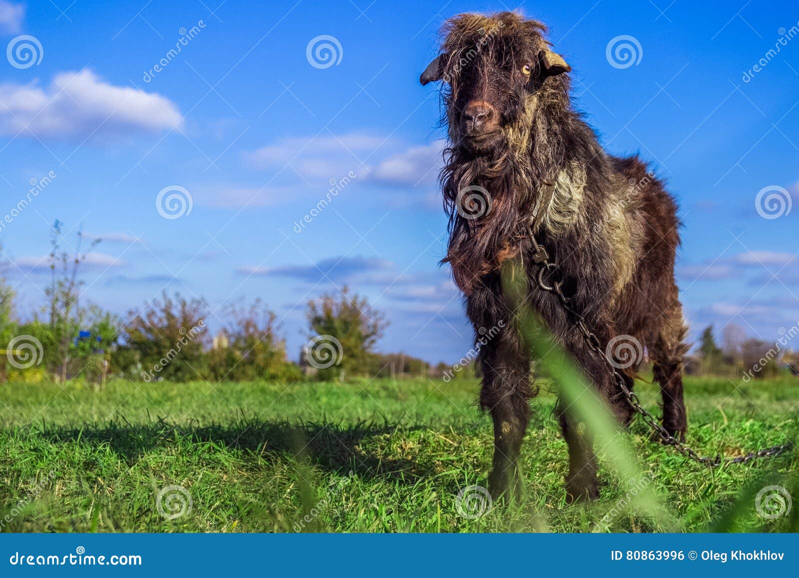 Black And White Pygmy Goat Capra Aegagrus Hircus Posing In Front Of A ... Black And White Pygmy Goat Capra Aegagrus Hircus Posing In Front Of A ...