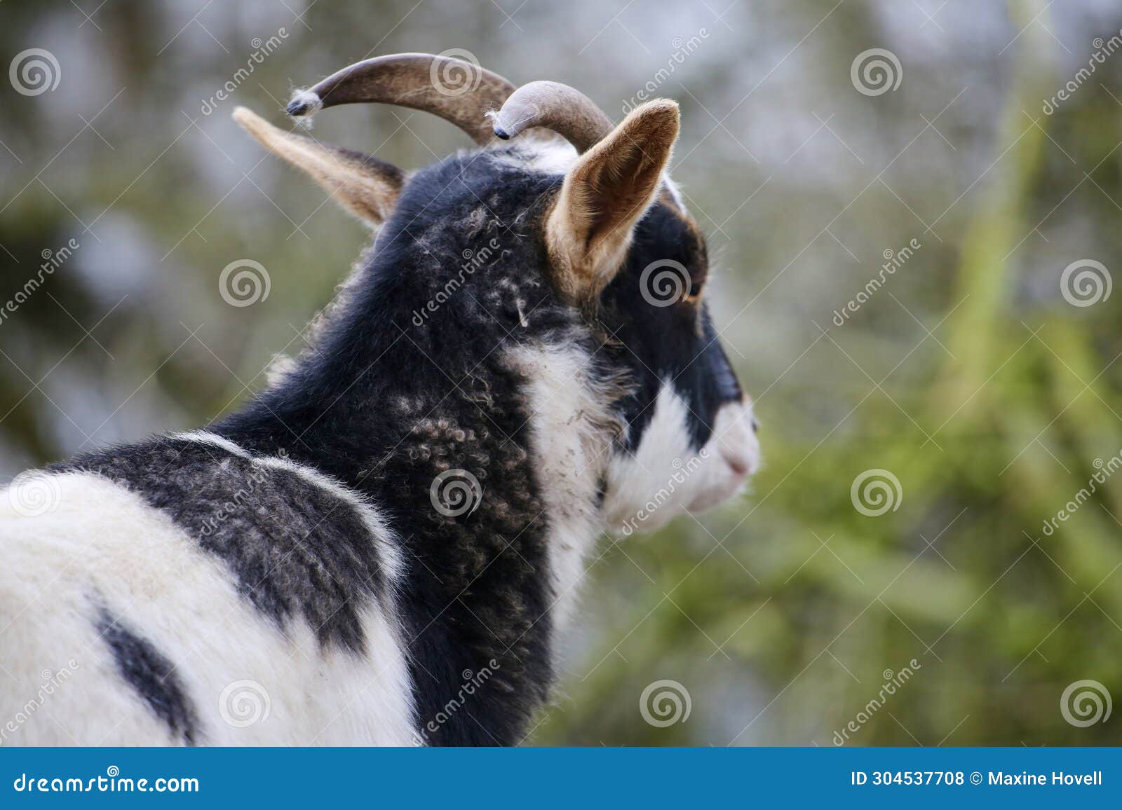 Black and white pygmy goat stock photo. Image of aegagrus - 304537708 Black and white pygmy goat stock photo. Image of aegagrus - 304537708