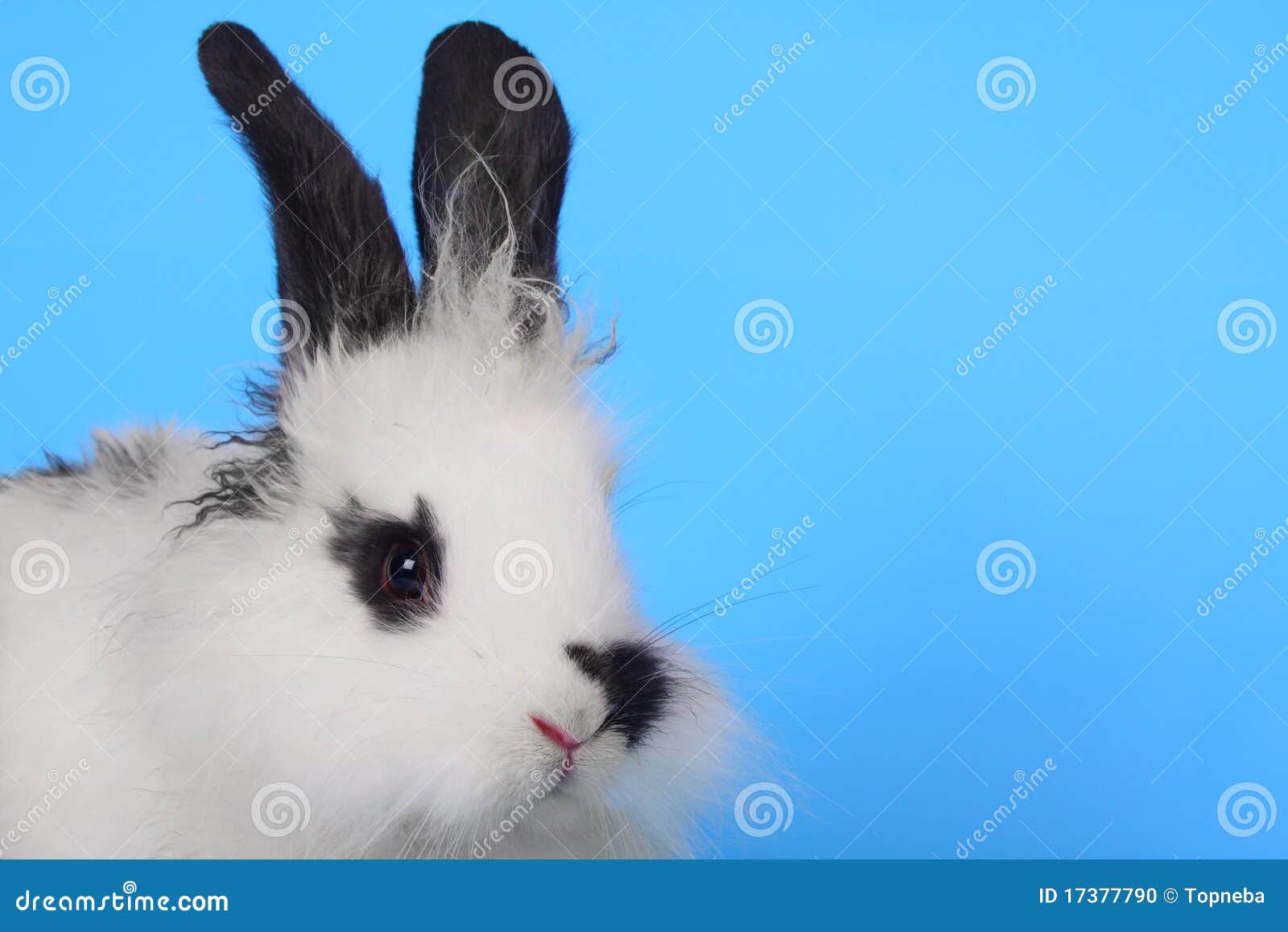 Black and White Rabbit Agains the Blue Background Stock Photo - Image ...
