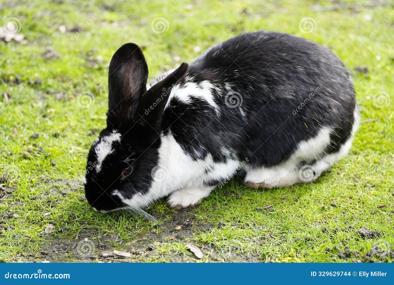 Black and white rabbit stock photo. Image of bunny, cute - 329629744