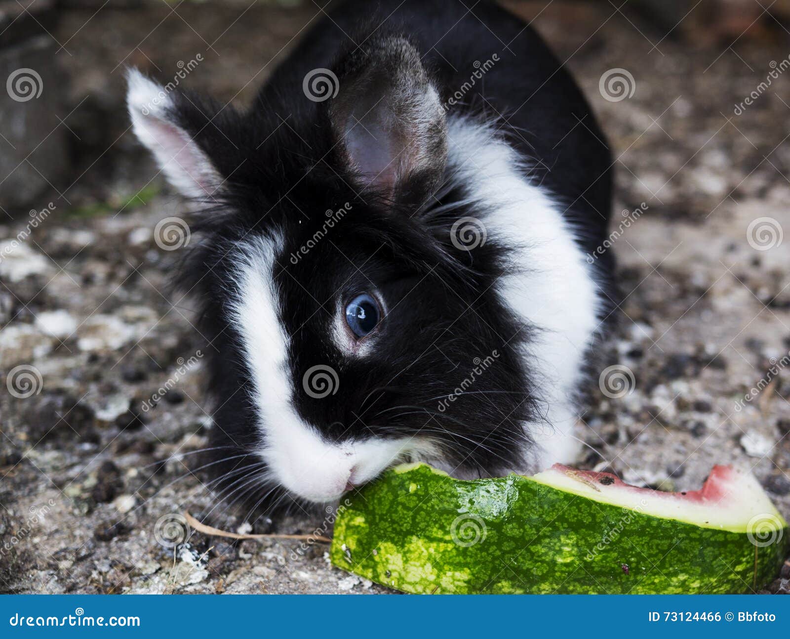 Black and White Rabbit Eating Watermelon Stock Photo - Image of eating ...
