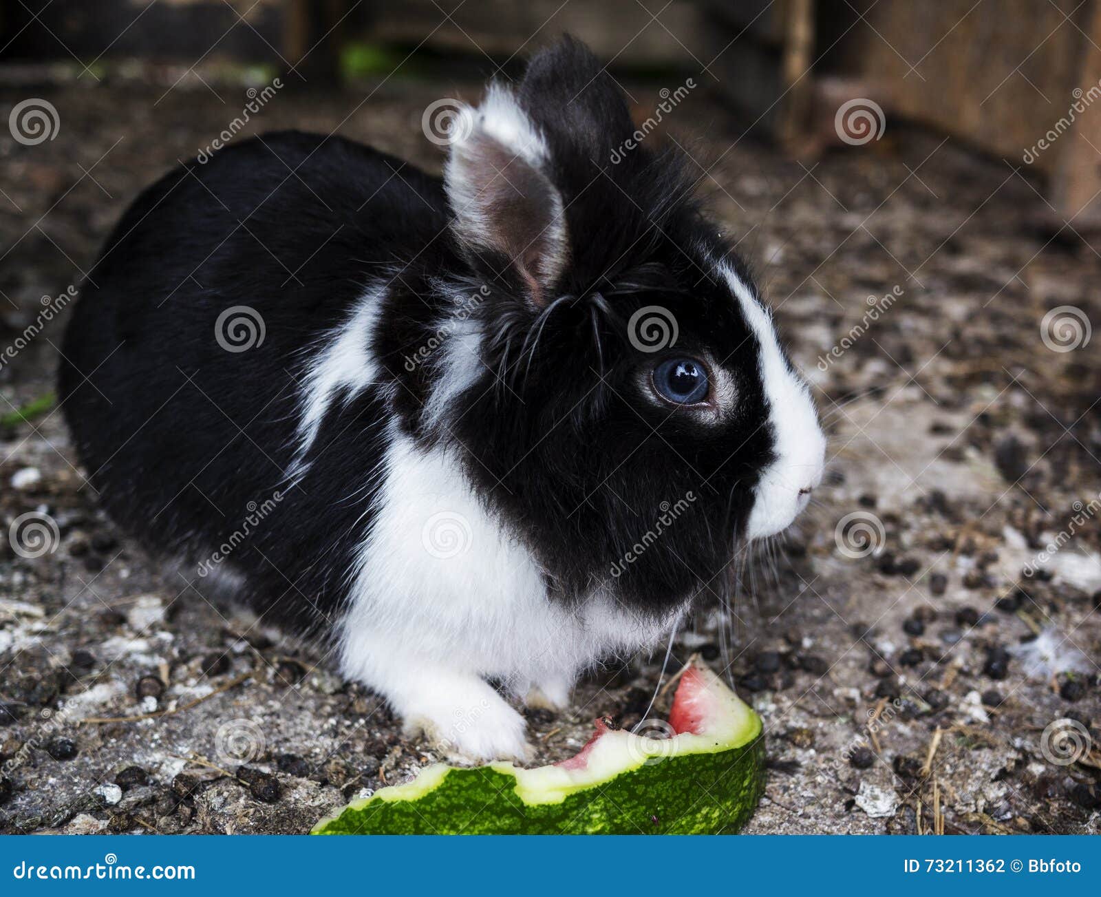 Black and White Rabbit Eating Watermelon Stock Photo - Image of hungry ...