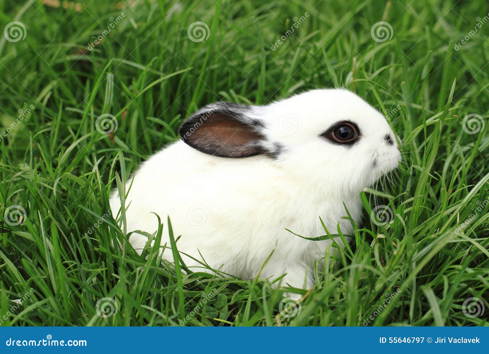 Black and White Rabbit in the Grass Stock Image - Image of animal, cute ...