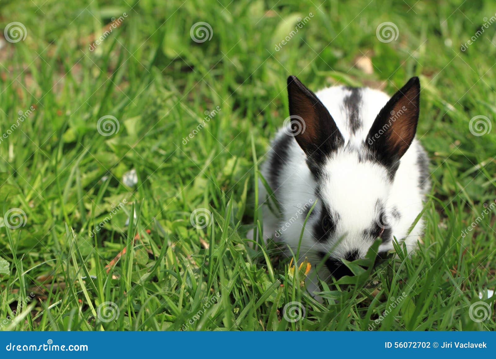 Black and White Rabbit in the Grass Stock Photo - Image of garden ...